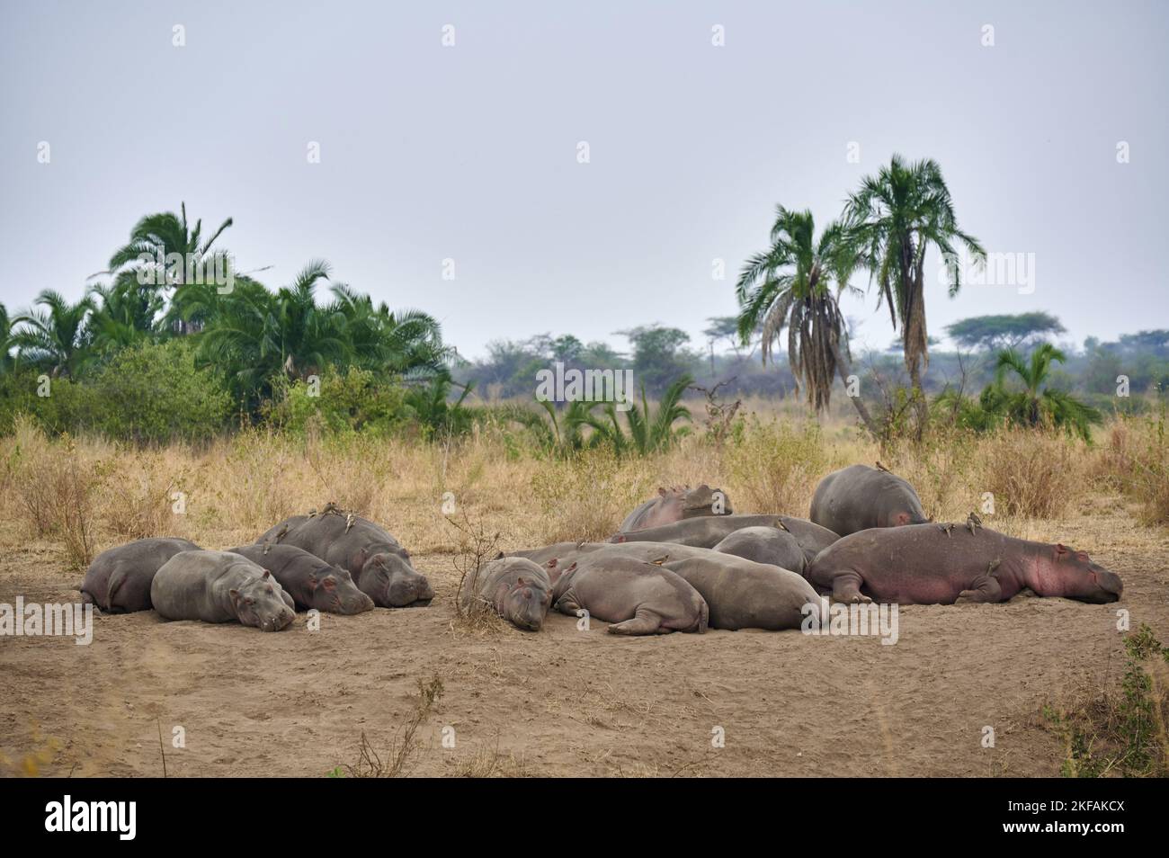 Hippos birds hi-res stock photography and images - Alamy