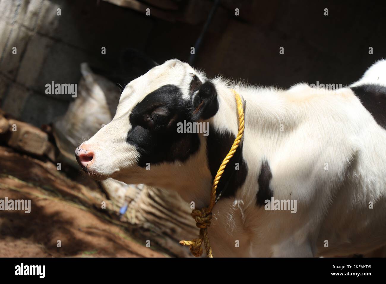 Beautiful male calf enjoying the morning sunlight Stock Photo - Alamy