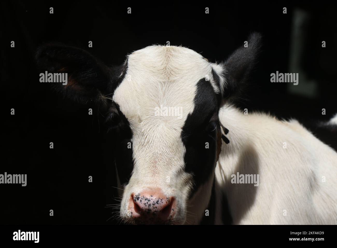 Head of a standing male calf looking at the lens of a camera with ...