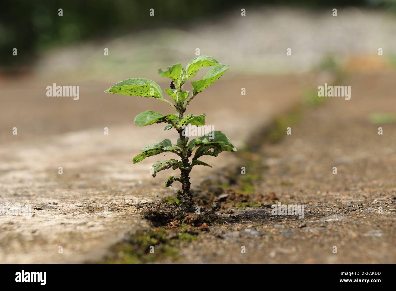 Seedling of a holy basil or tulsi plant emerging from a concrete ...