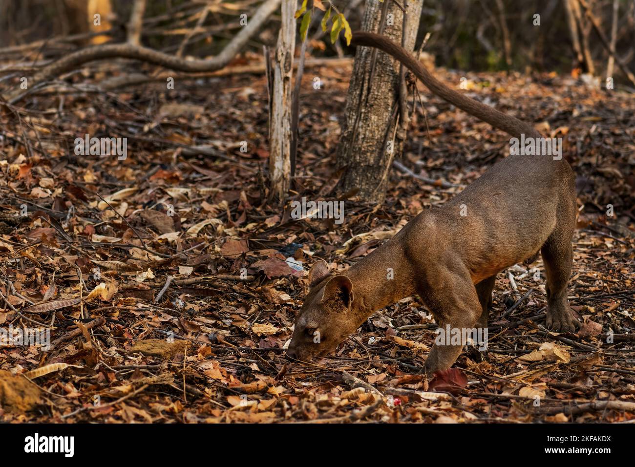 Fossa - Cryptoprocta ferox, Kirindi forest, Madagascar. The biggest ...