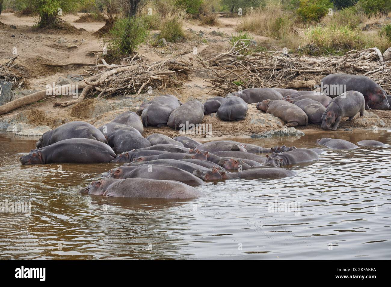Hippos at rest hi-res stock photography and images - Alamy