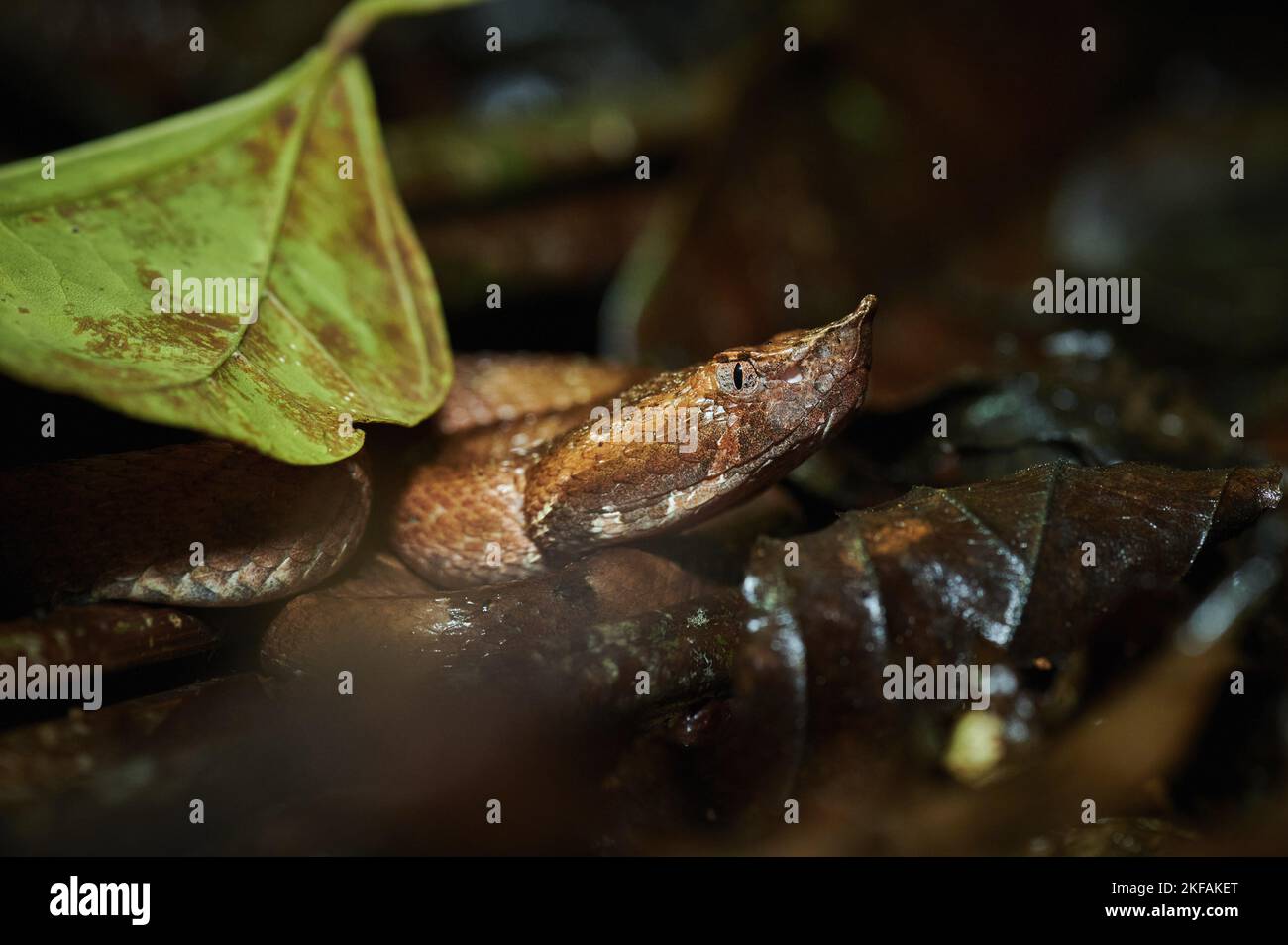 Leaf nosed snakes hi-res stock photography and images - Alamy