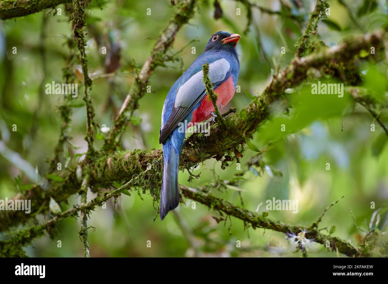 Slaty tailed trogons hi-res stock photography and images - Alamy