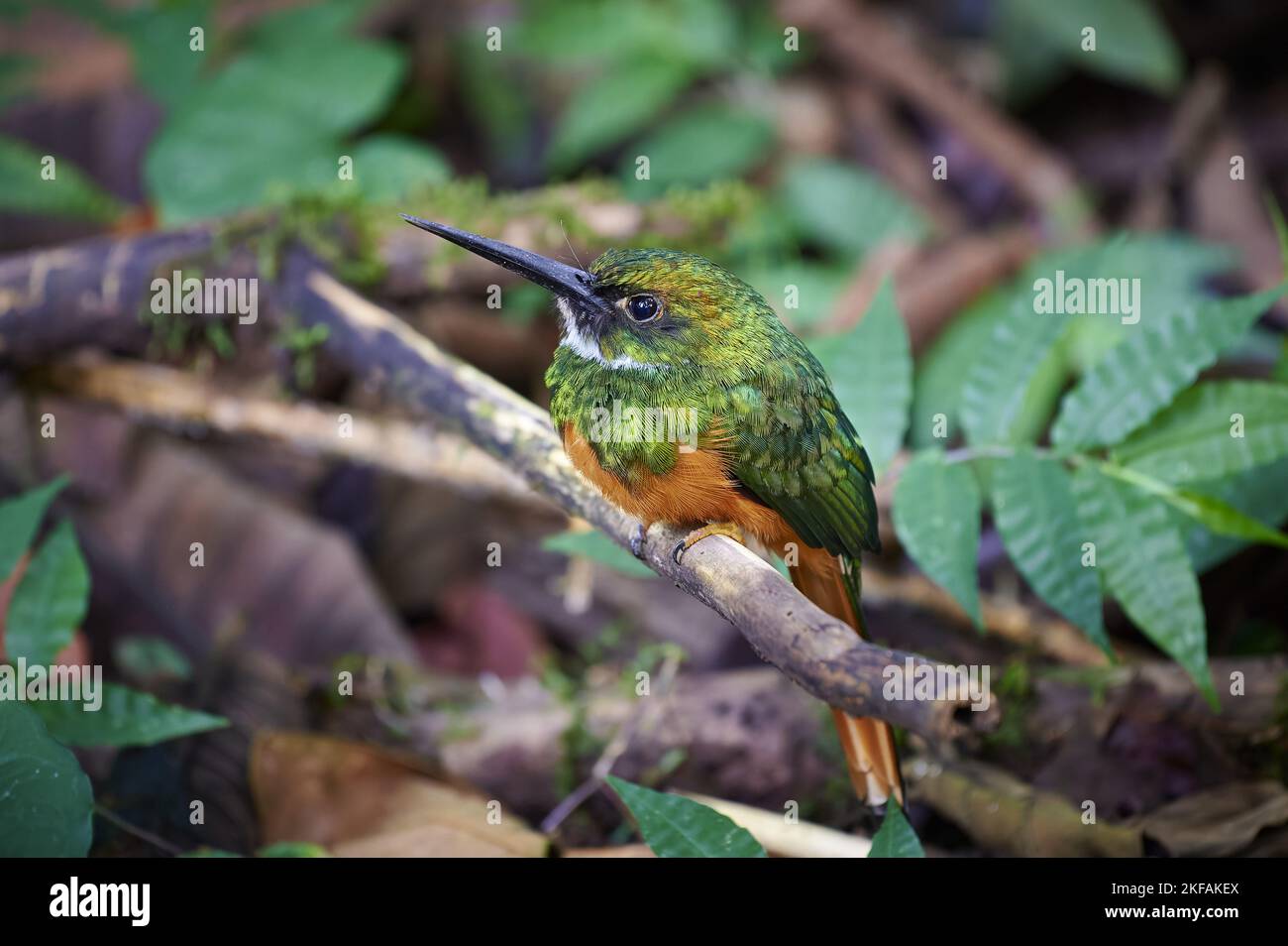 Black chinned jacamars hi-res stock photography and images - Alamy