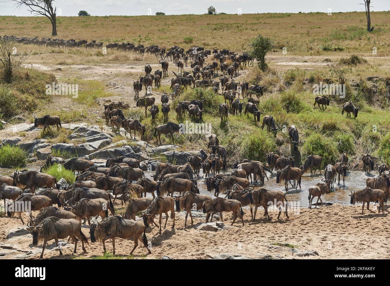 eastern white-bearded wildebeests Stock Photo - Alamy