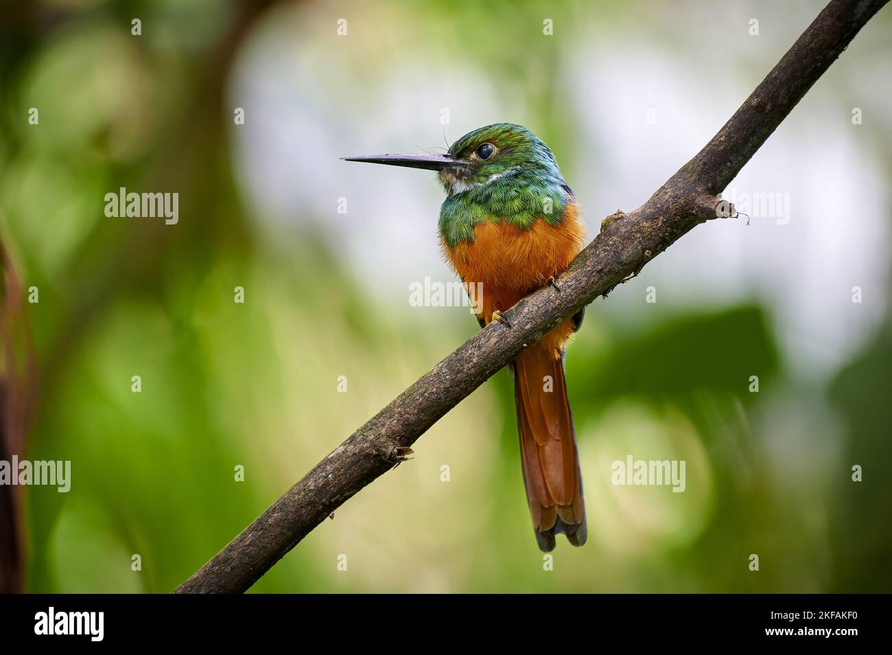Black chinned jacamars hi-res stock photography and images - Alamy