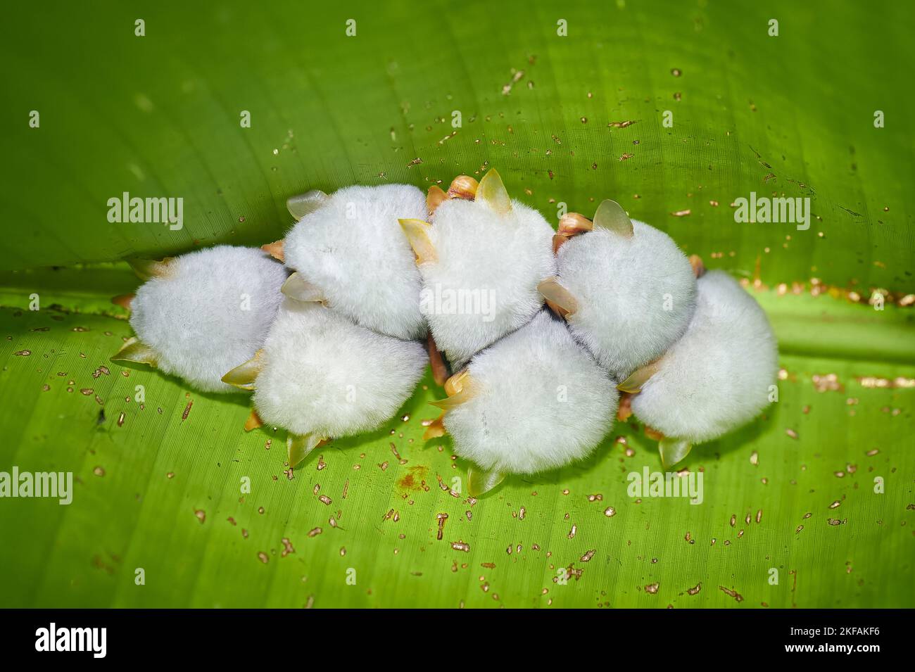 Honduran white bats hi-res stock photography and images - Alamy