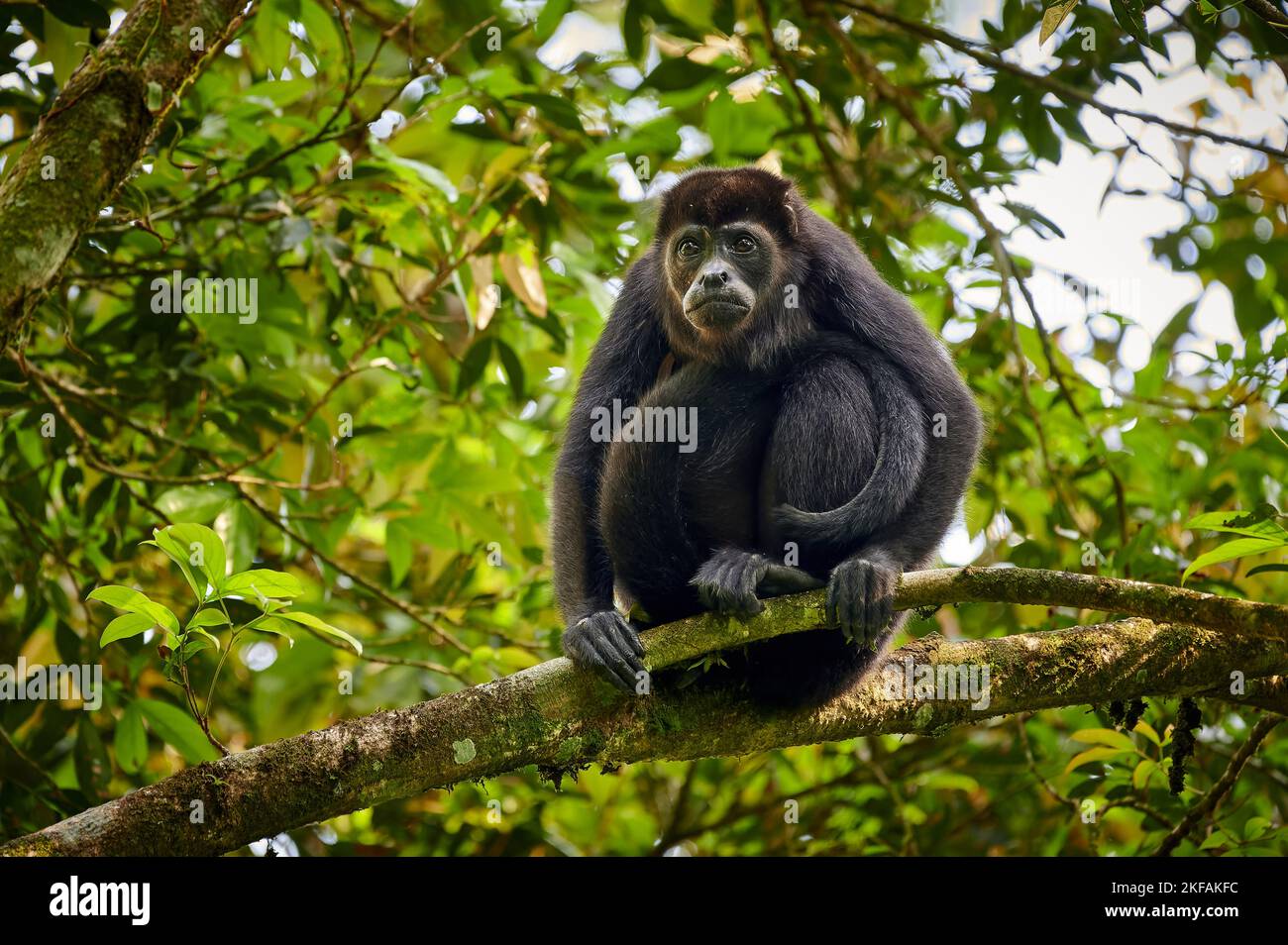 Red howler monkey howling hi-res stock photography and images - Alamy
