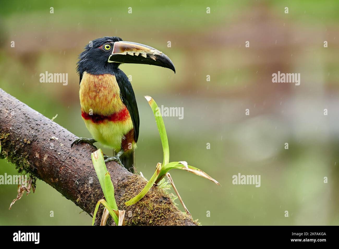Spot chested aracari hi-res stock photography and images - Alamy