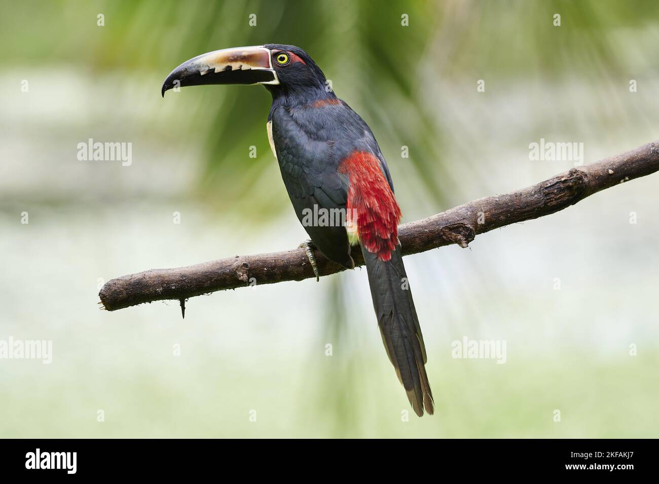 Banded aracari pteroglossus torquatus hi-res stock photography and ...