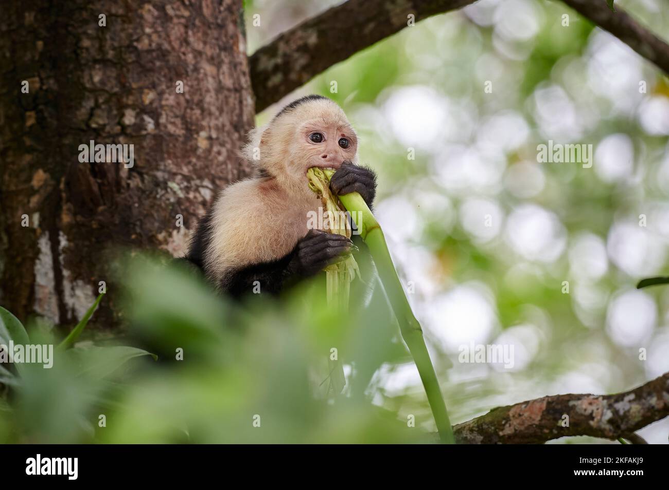 Monkey fodder hi-res stock photography and images - Alamy