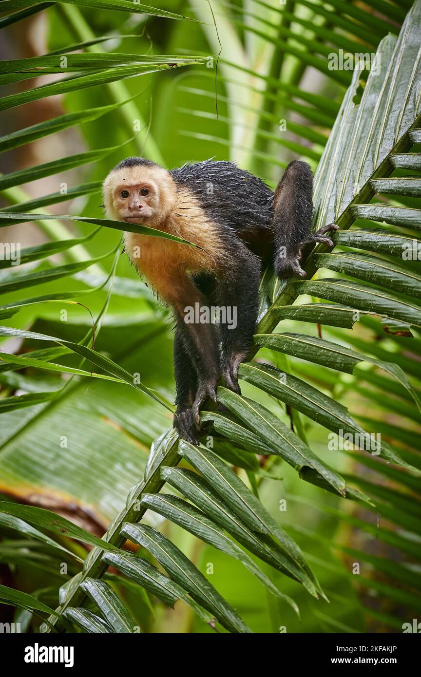 Capuchin monkey size hi-res stock photography and images - Alamy