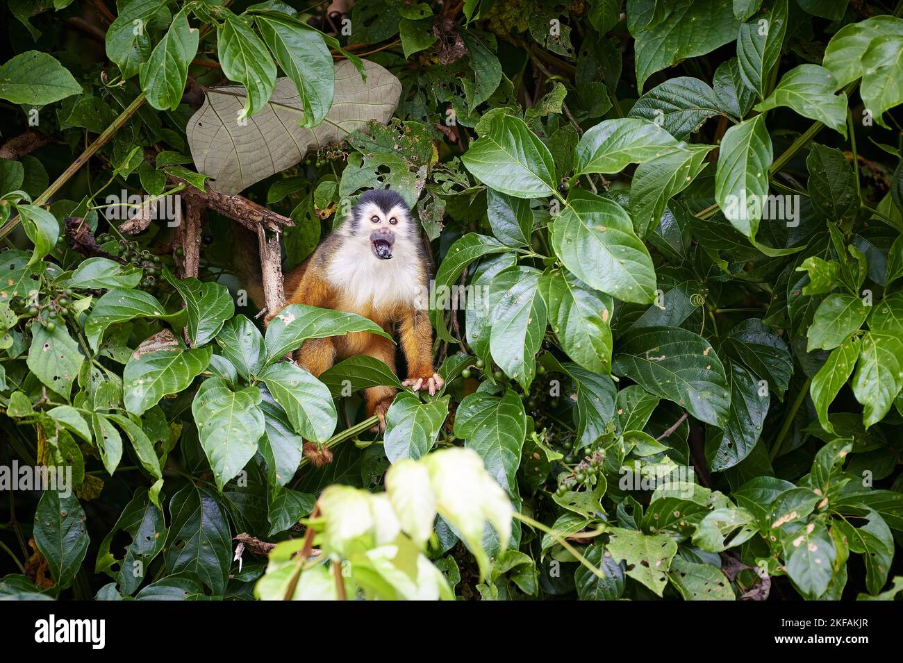 Squirrel monkey mouth open hi-res stock photography and images - Alamy