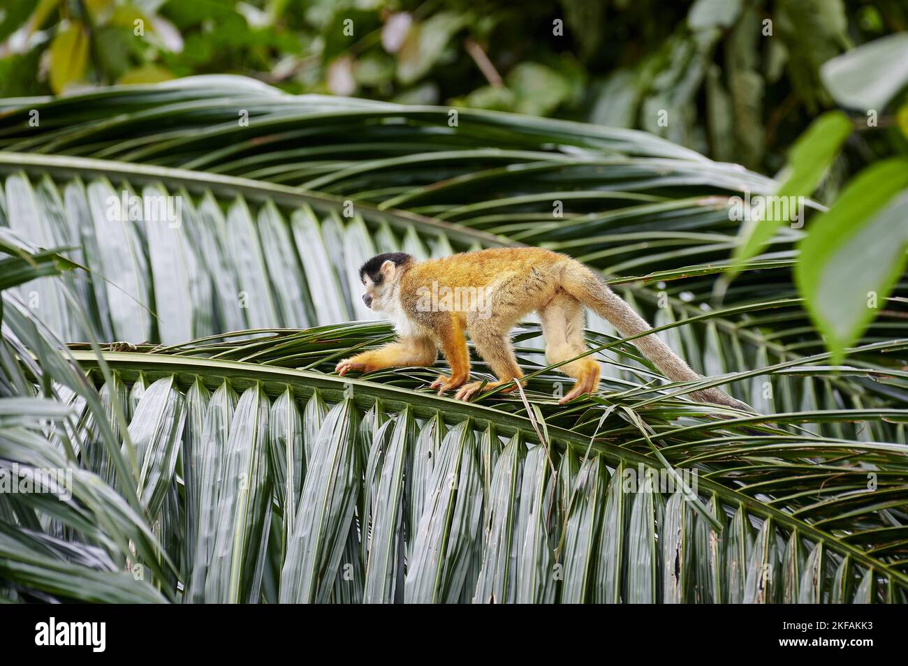 Monkey moves hi-res stock photography and images - Alamy