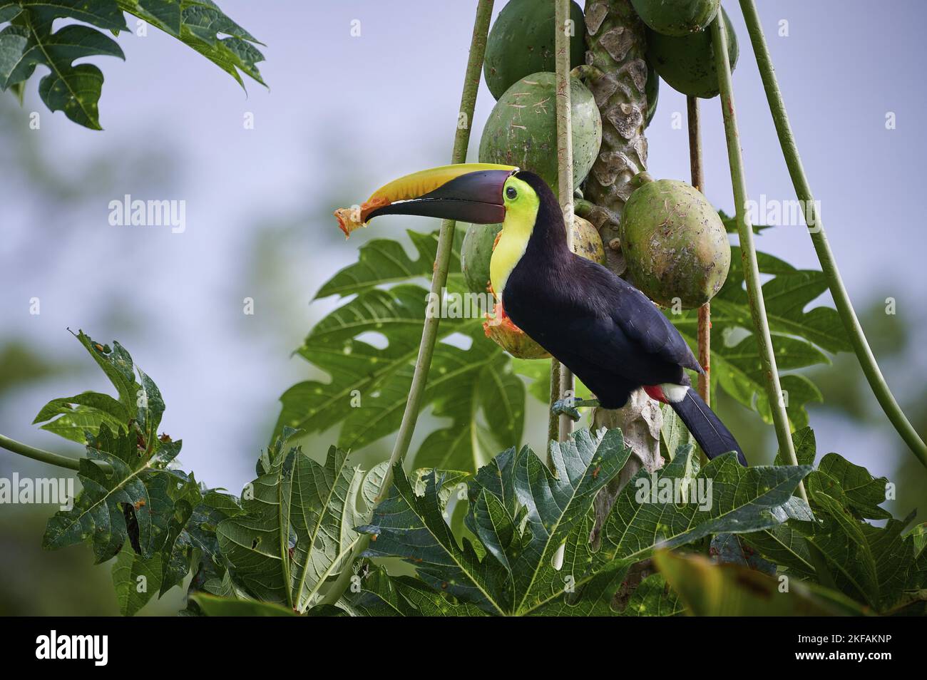 Toucan behavior hi-res stock photography and images - Alamy