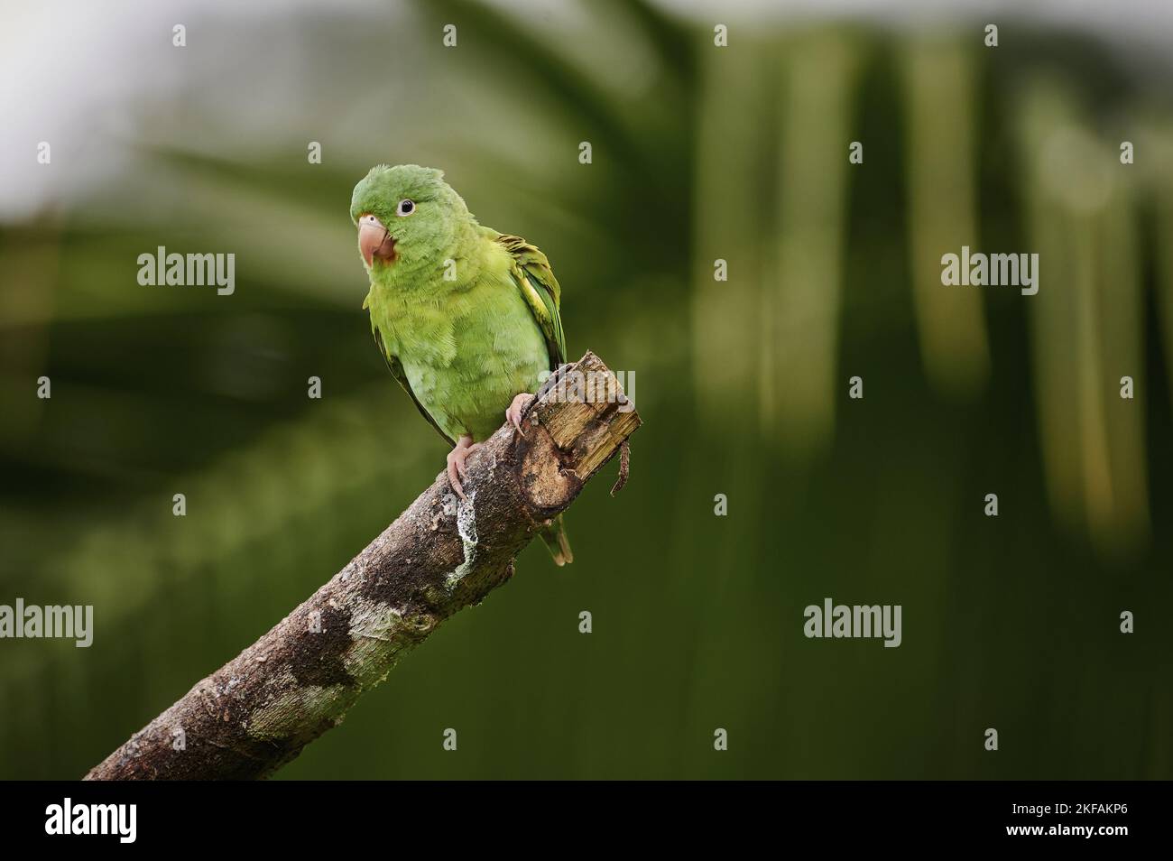 Tovi parakeet hi-res stock photography and images - Alamy