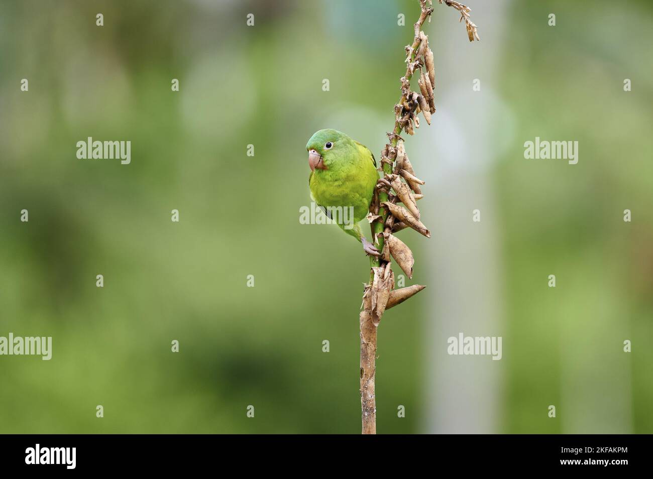 Tovi parakeet hi-res stock photography and images - Alamy