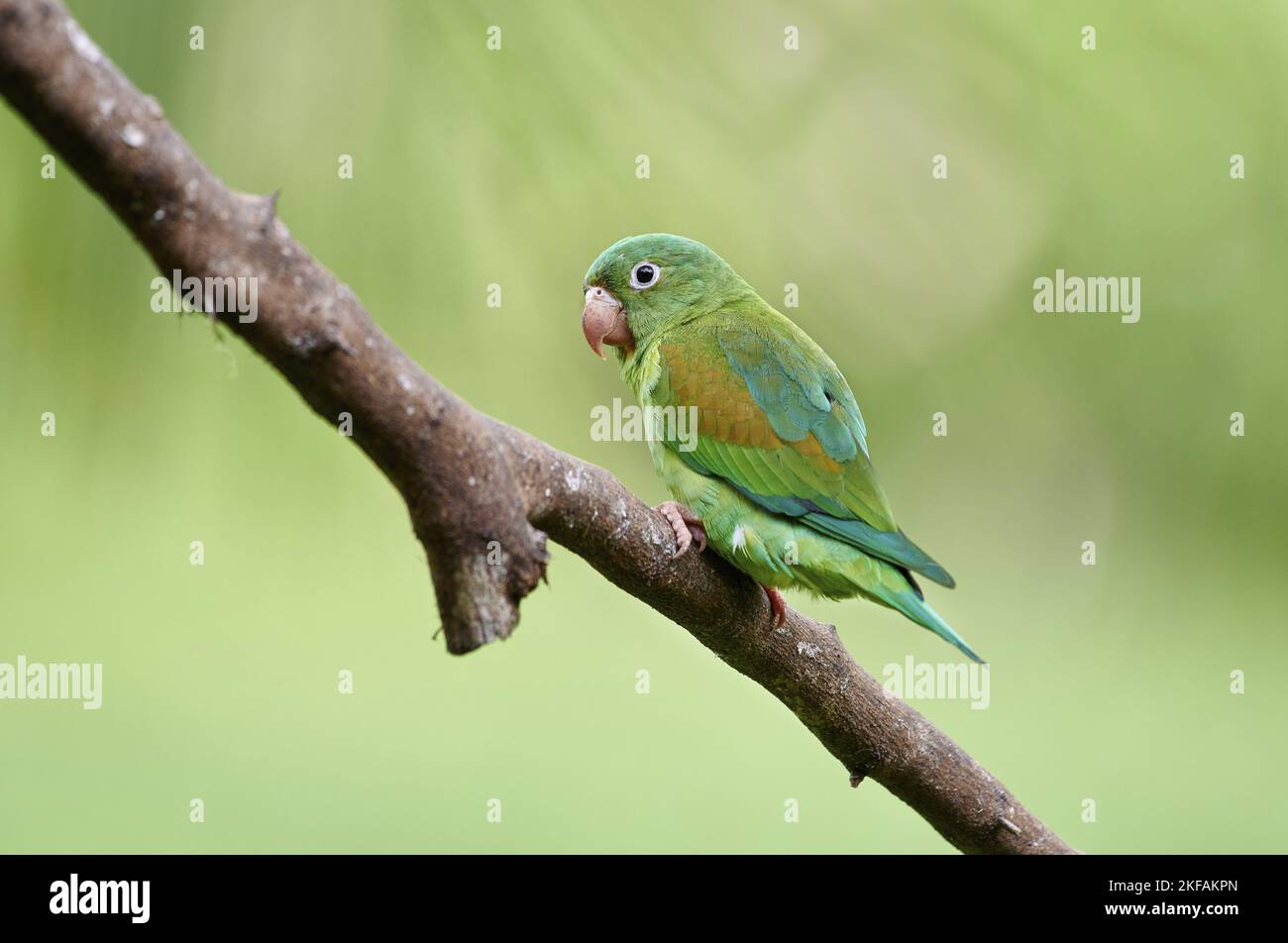 Tovi parakeet hi-res stock photography and images - Alamy