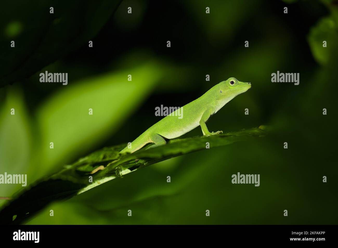 Green tree anole Stock Photo - Alamy