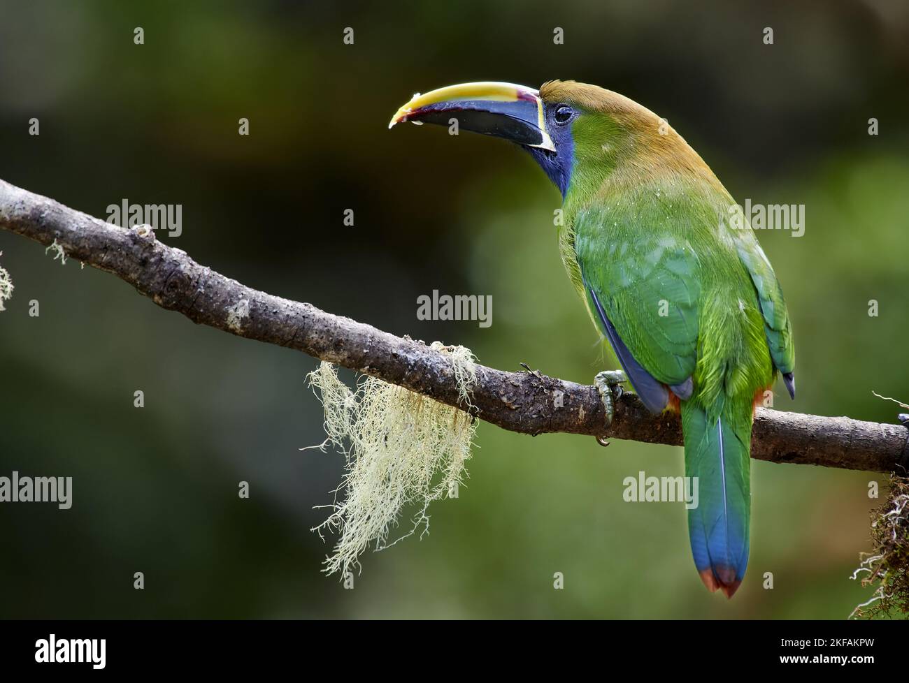 Back view of a toucan hi-res stock photography and images - Alamy