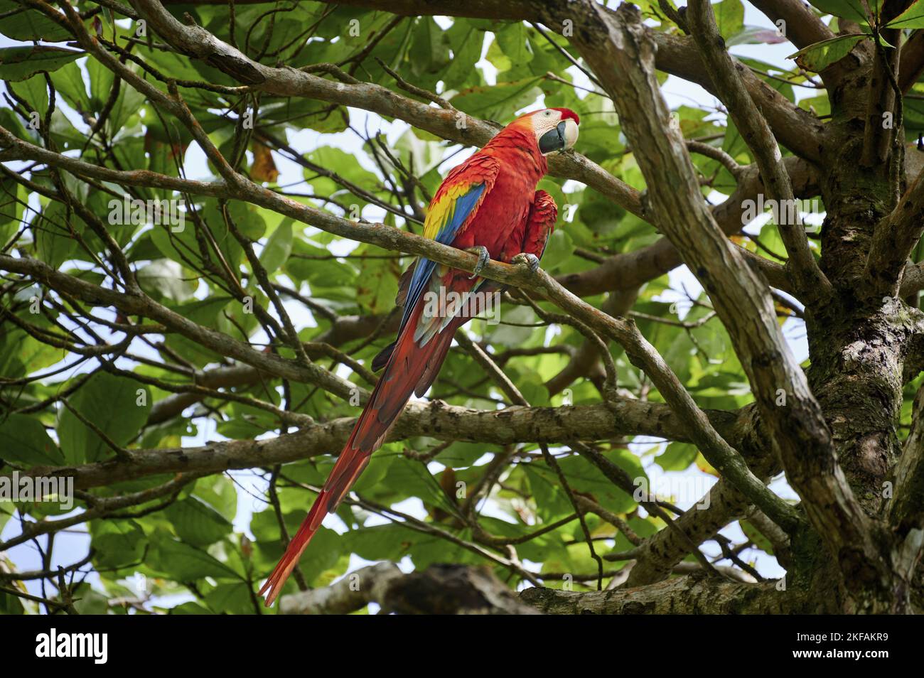 Solo macaw hi-res stock photography and images - Alamy