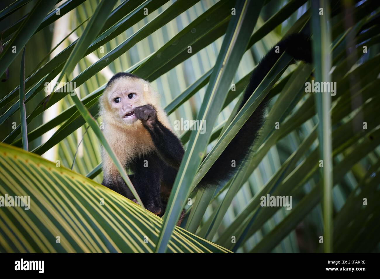 Monkey chews hi-res stock photography and images - Alamy