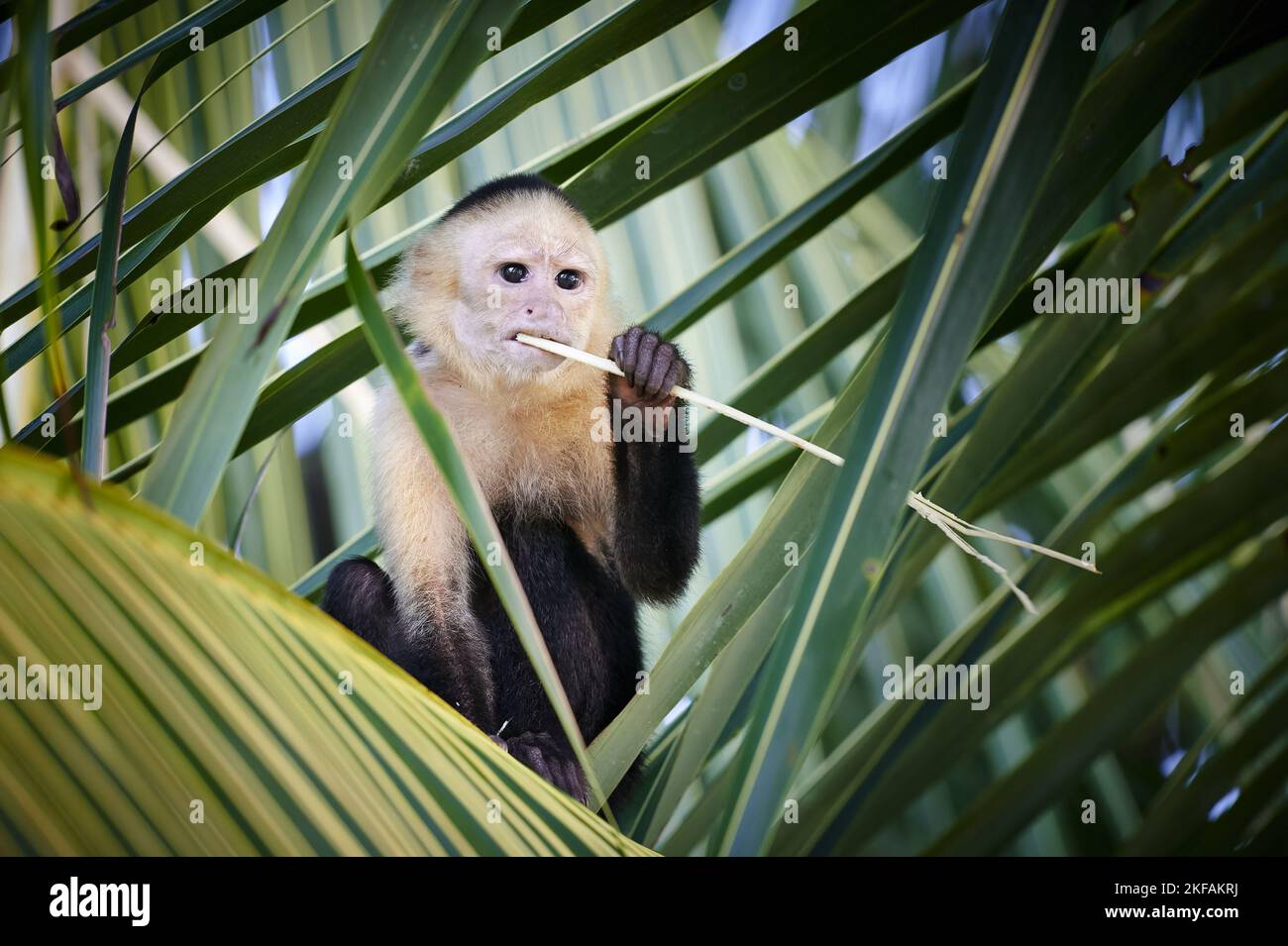 Monkey chews hi-res stock photography and images - Alamy
