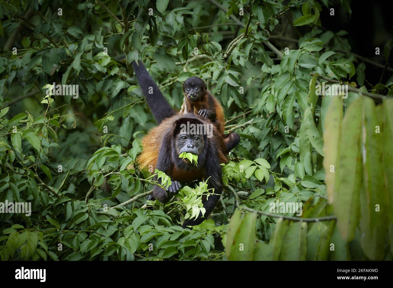 Trees carry green leaves hi-res stock photography and images - Alamy