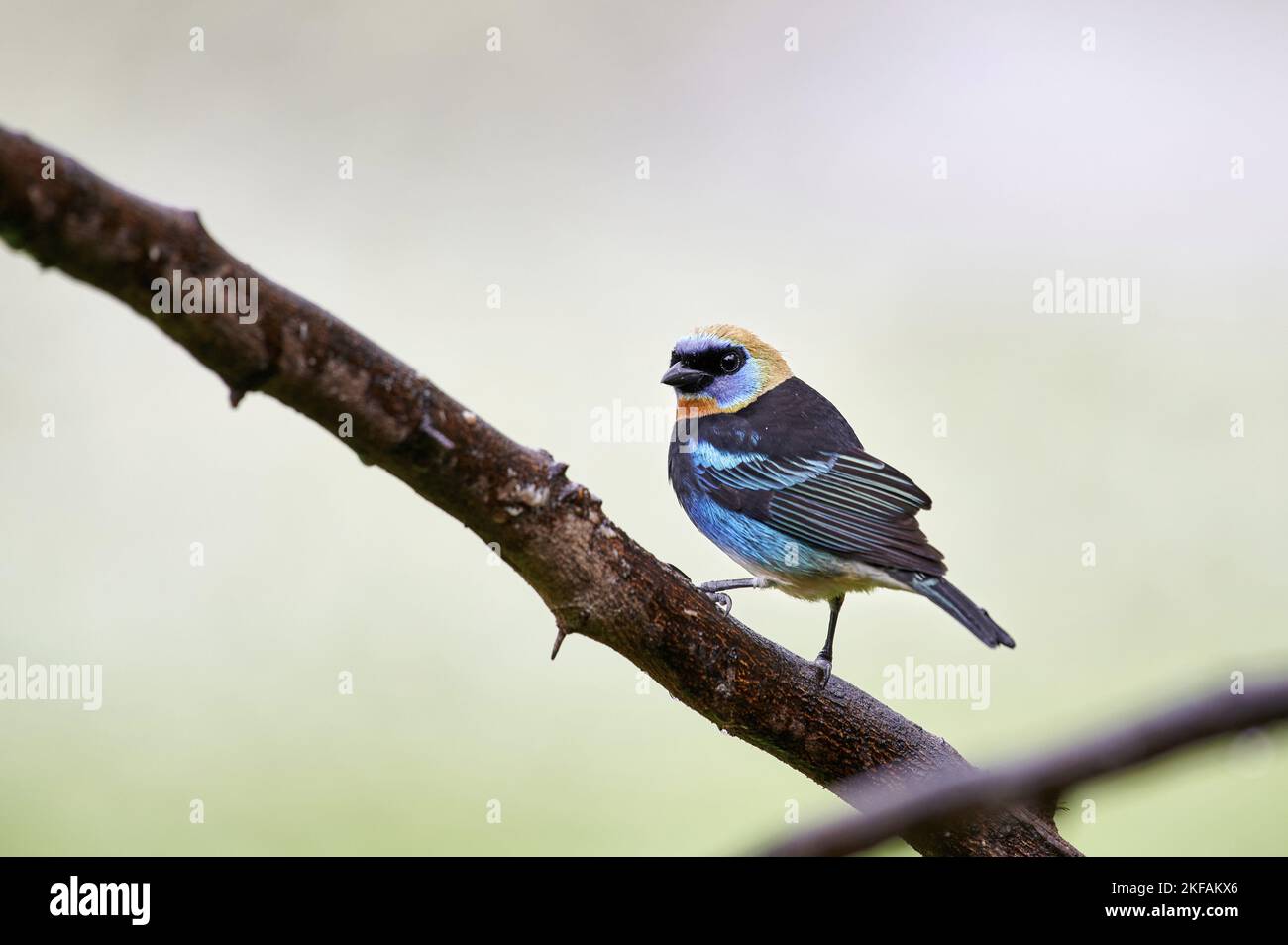 Golden crowned tanagers hi-res stock photography and images - Alamy