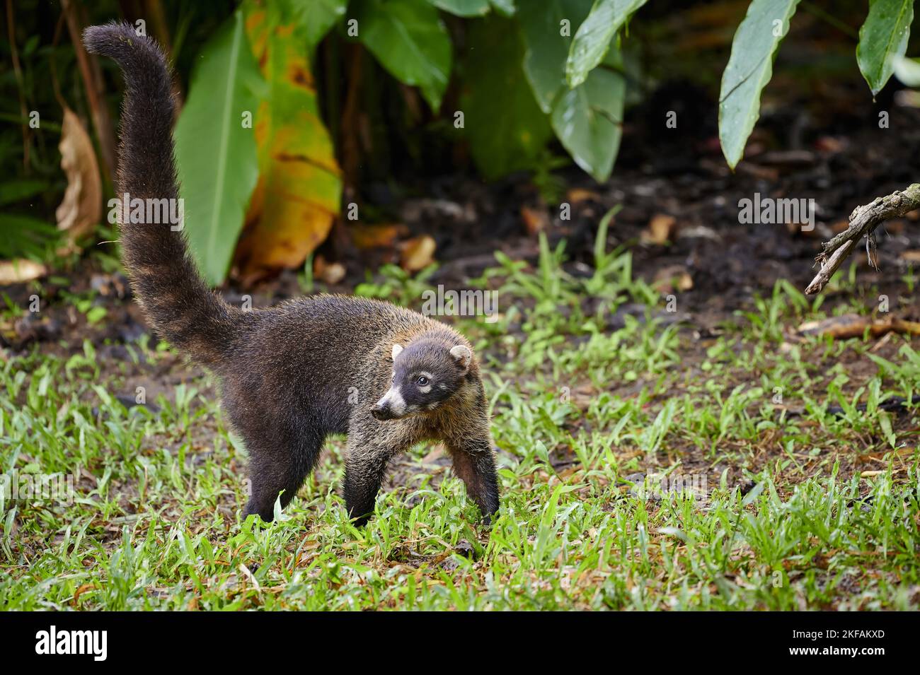 Coatis walking hi-res stock photography and images - Alamy
