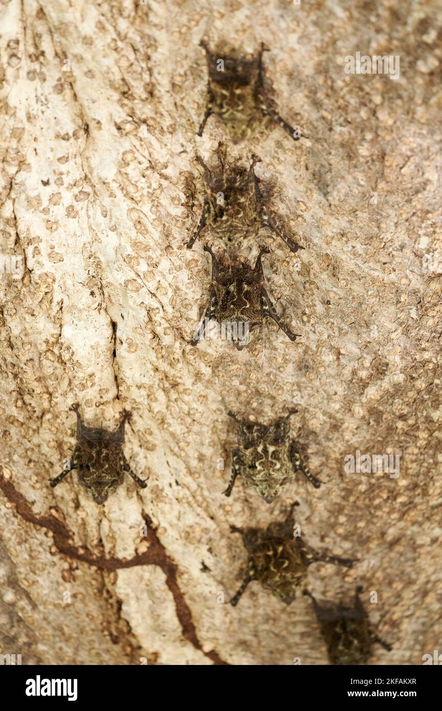 Brazilian long-nosed bats Stock Photo - Alamy