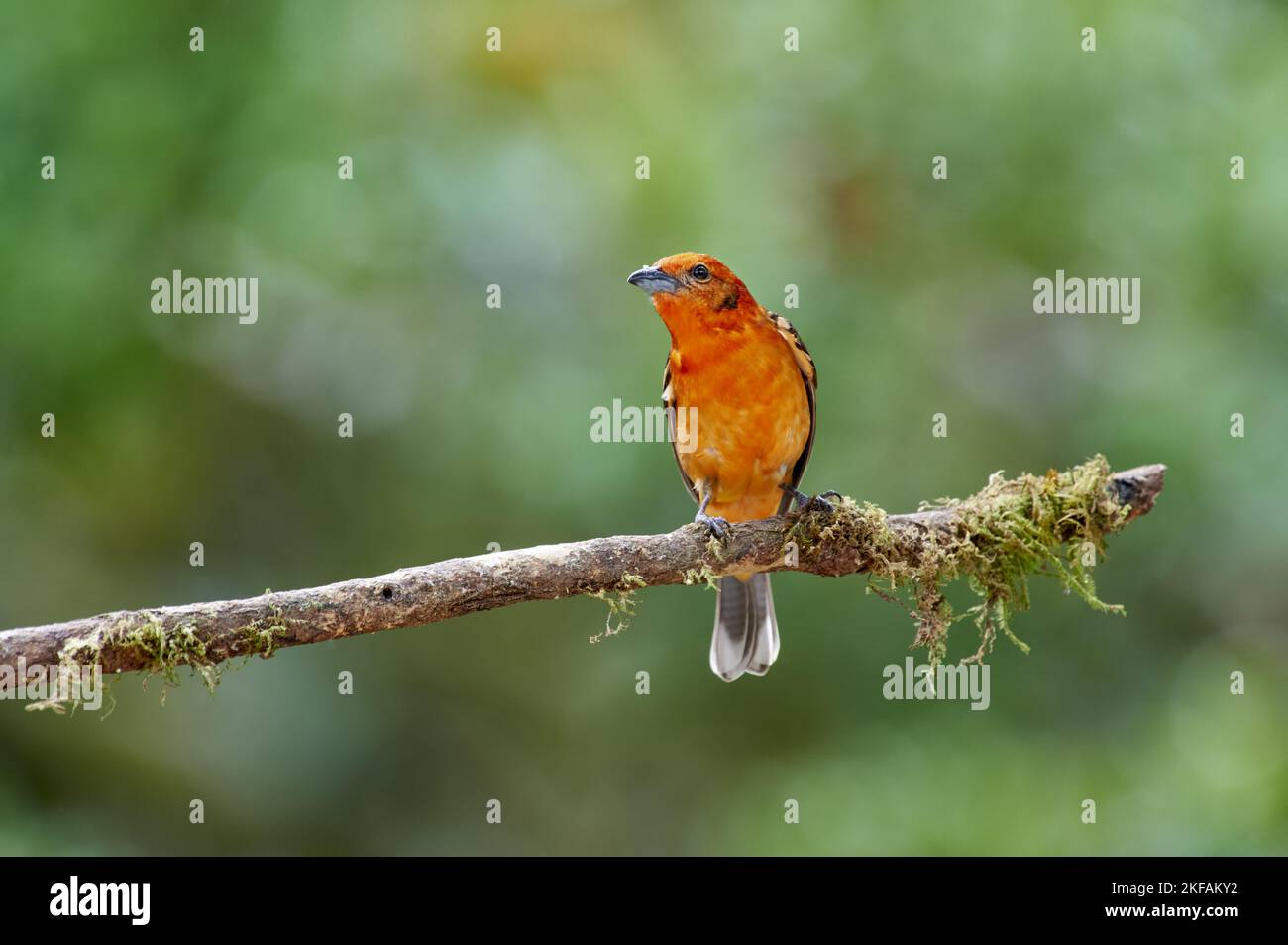 Flame coloured tanagers hi-res stock photography and images - Alamy