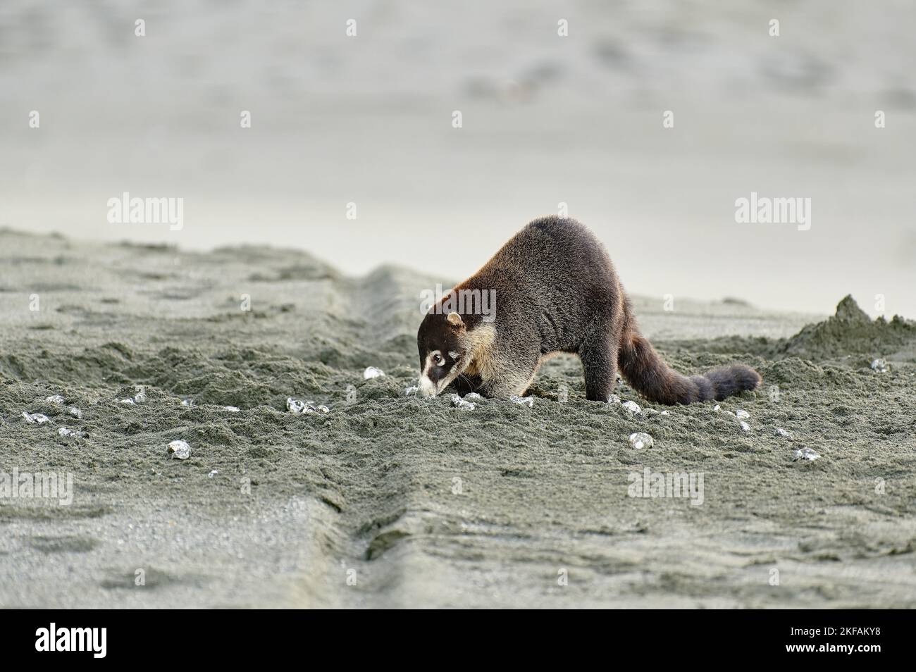 Coati digging hi-res stock photography and images - Alamy