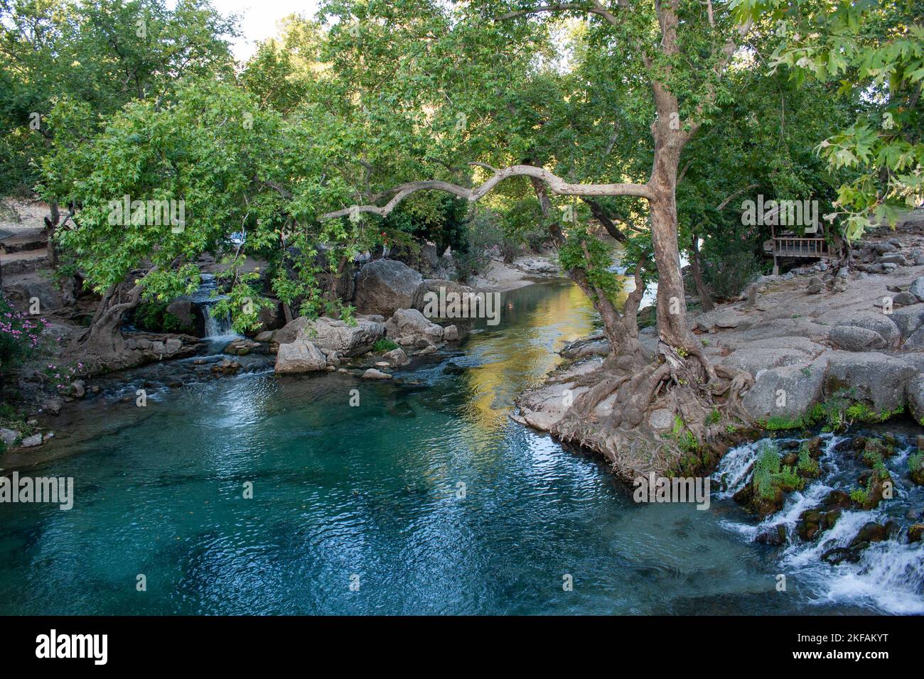 Oriental Plane trees grow alongside The Manavgat River with flood water ...