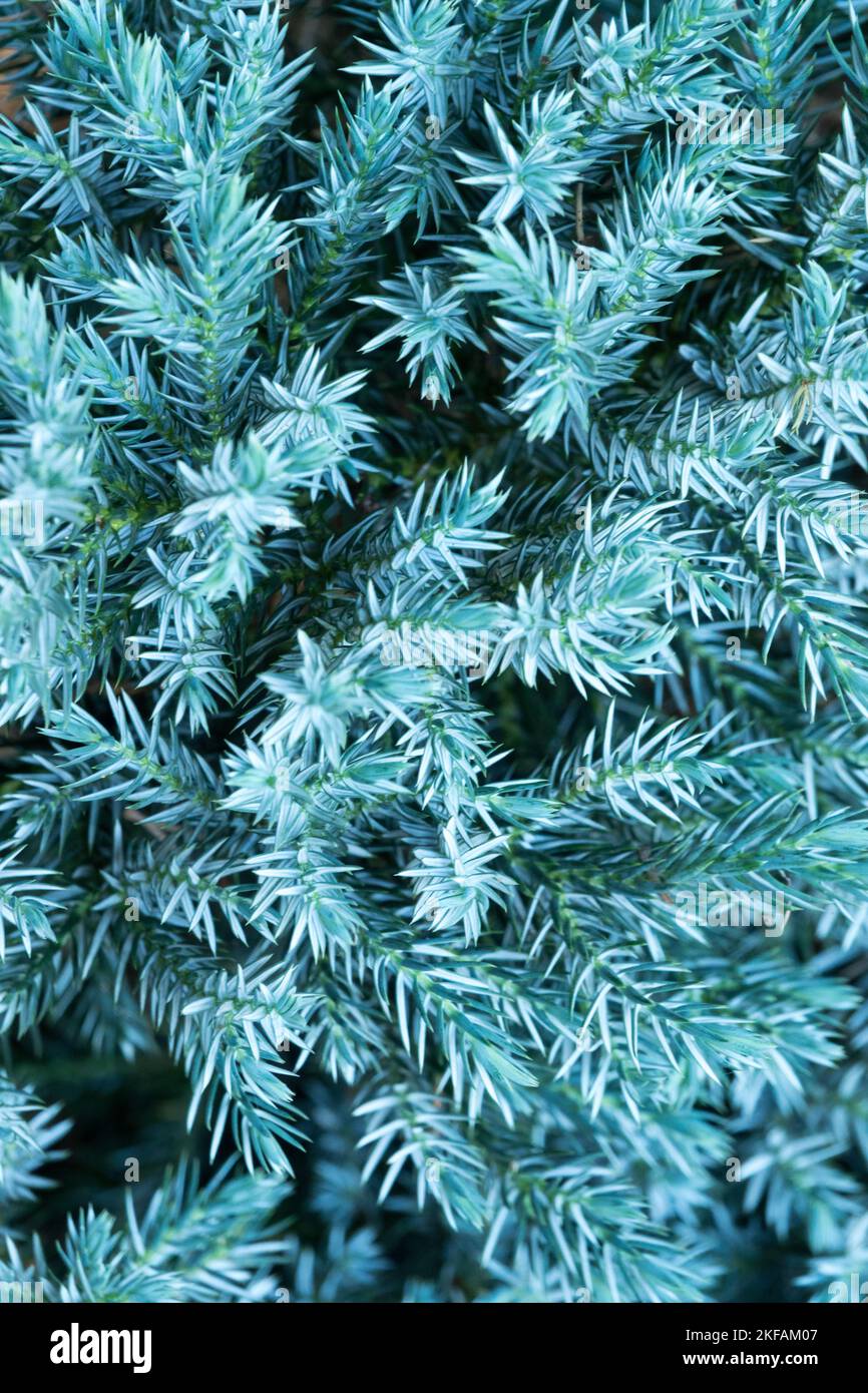 Flaky Juniper Juniperus squamata "Blue Star Stock Photo - Alamy