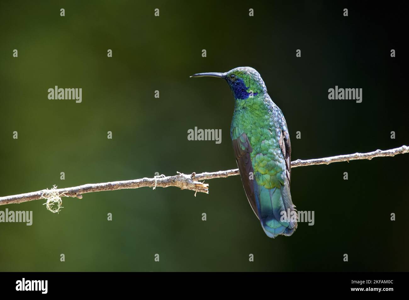 Violetears hi-res stock photography and images - Alamy