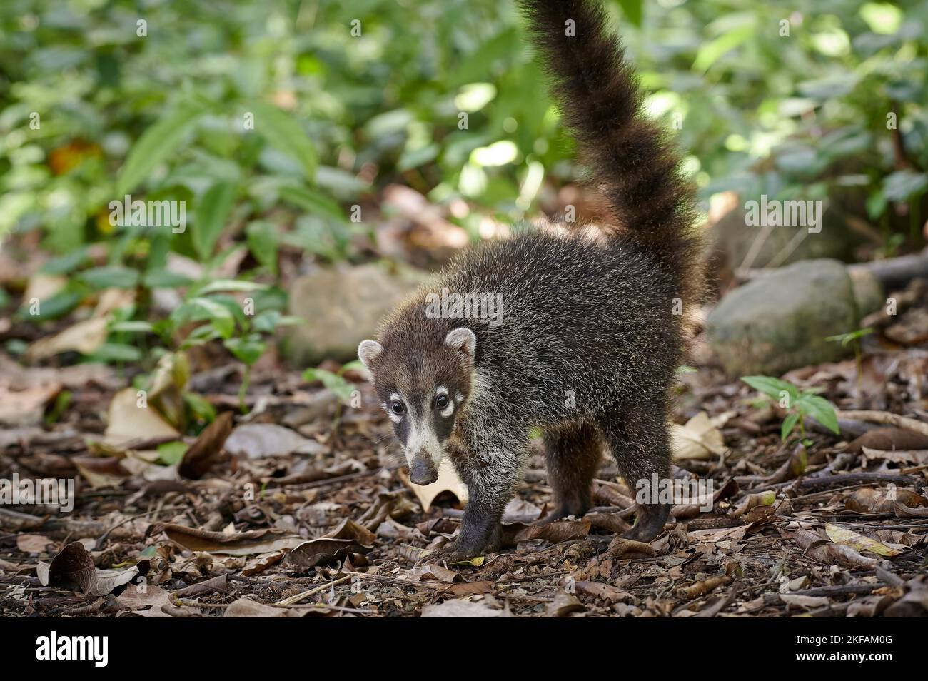 Coati camera hi-res stock photography and images - Alamy