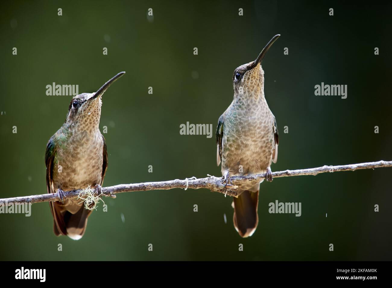 Two adult hummingbirds hi-res stock photography and images - Alamy