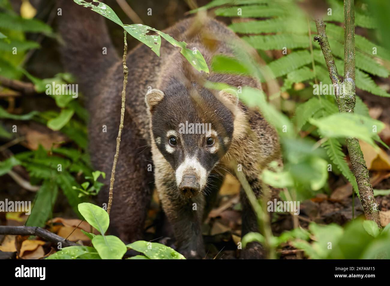 Coati camera hi-res stock photography and images - Alamy