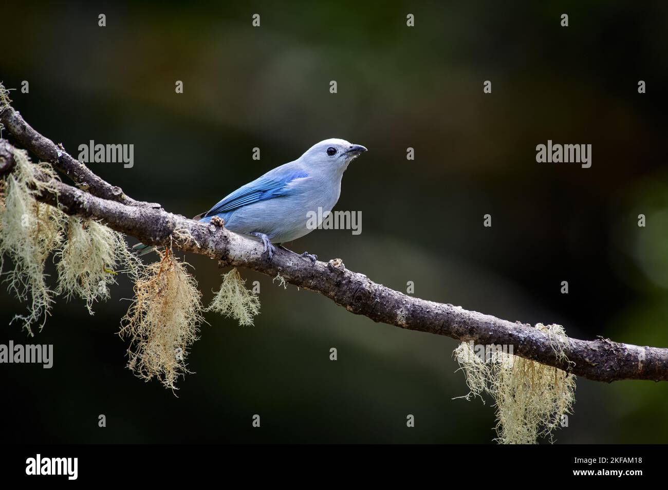Blue tanager hi-res stock photography and images - Alamy