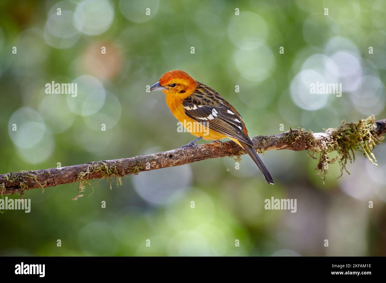 Flame coloured tanagers hi-res stock photography and images - Alamy
