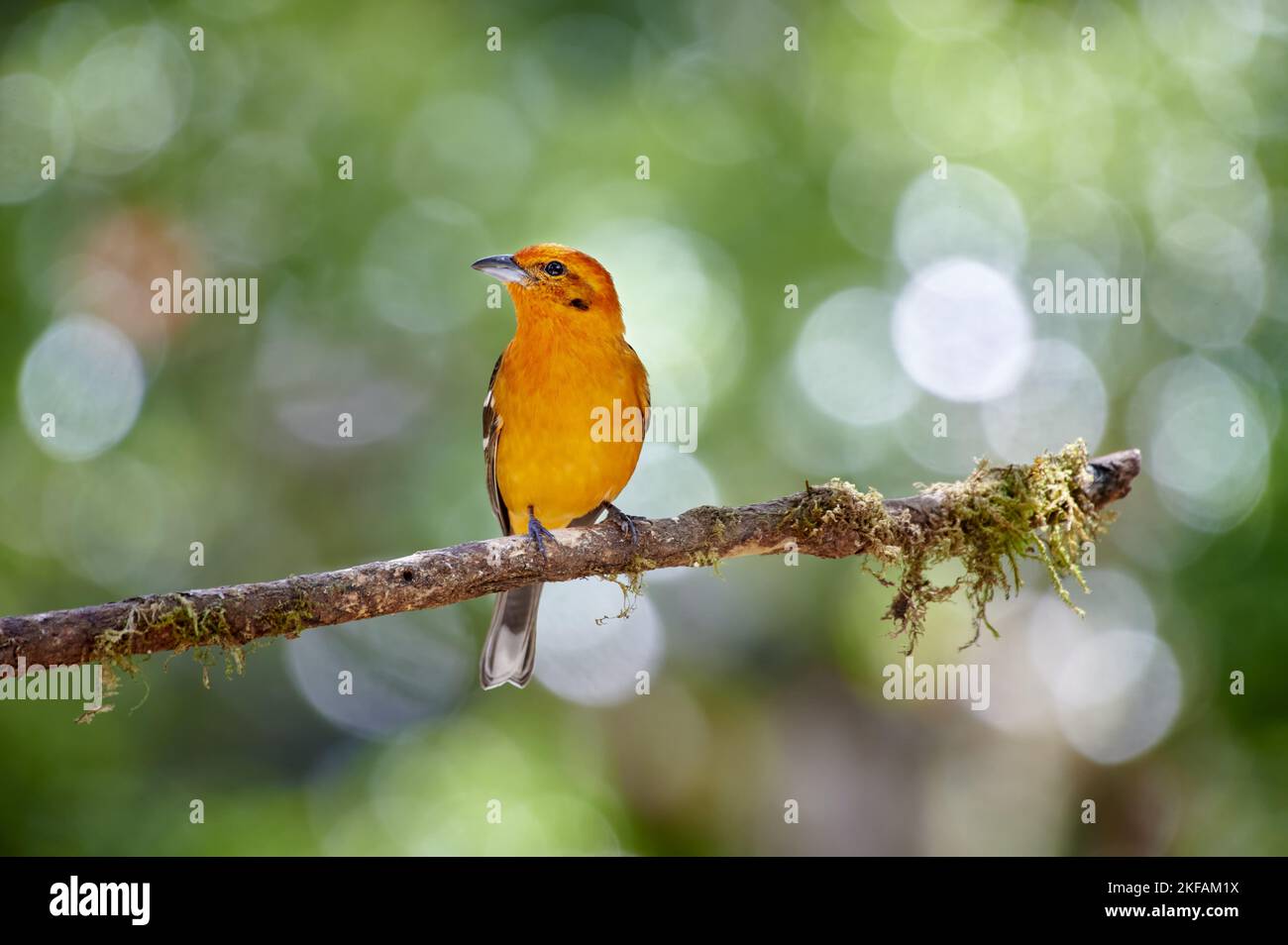 Flame coloured tanager piranga hi-res stock photography and images - Alamy