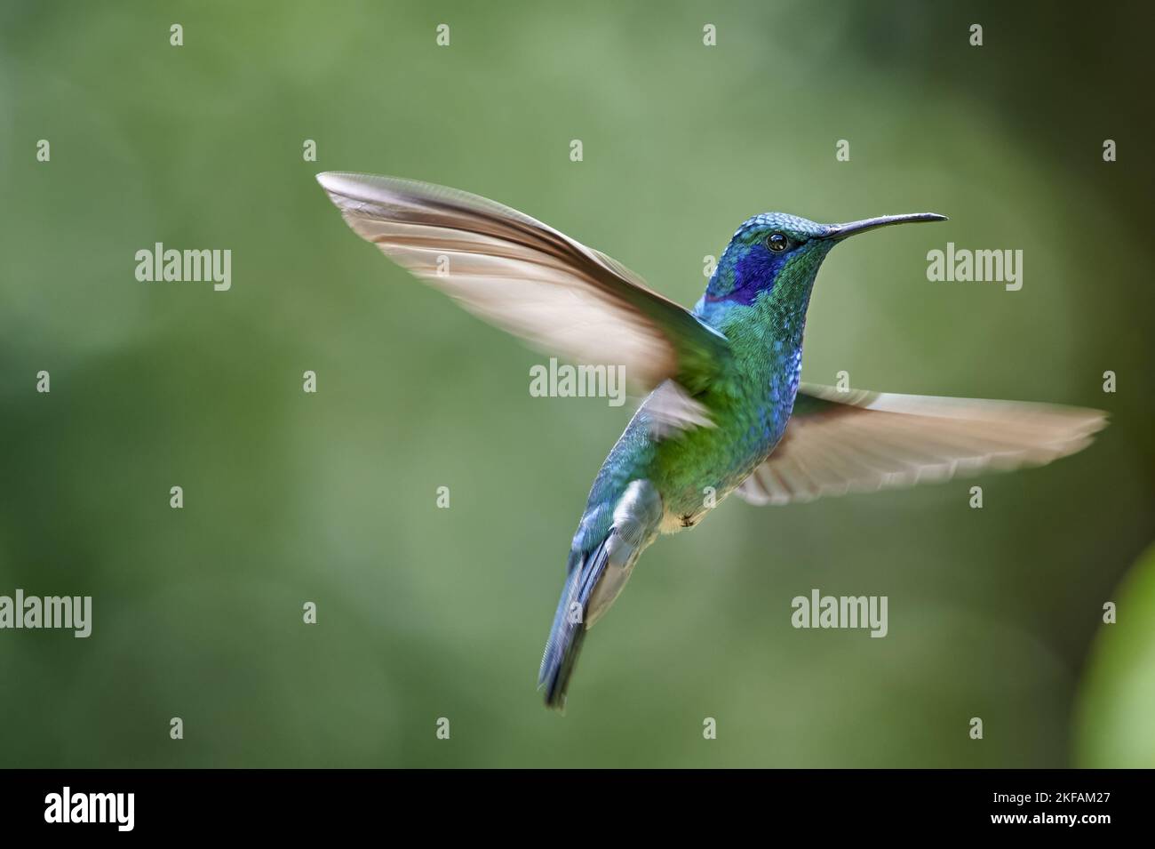 Violetears hi-res stock photography and images - Alamy