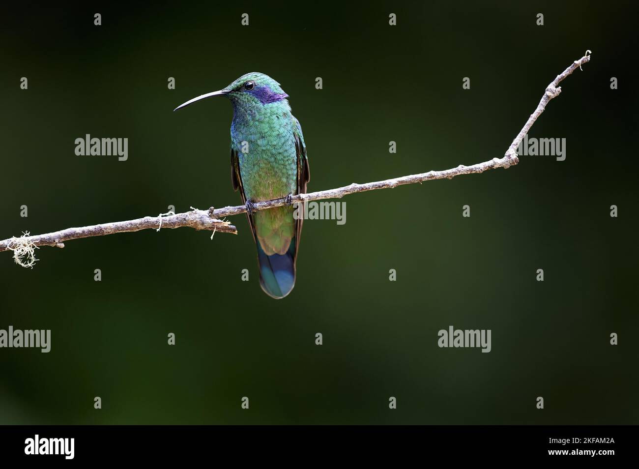 Lesser colibri hummingbird hi-res stock photography and images - Alamy