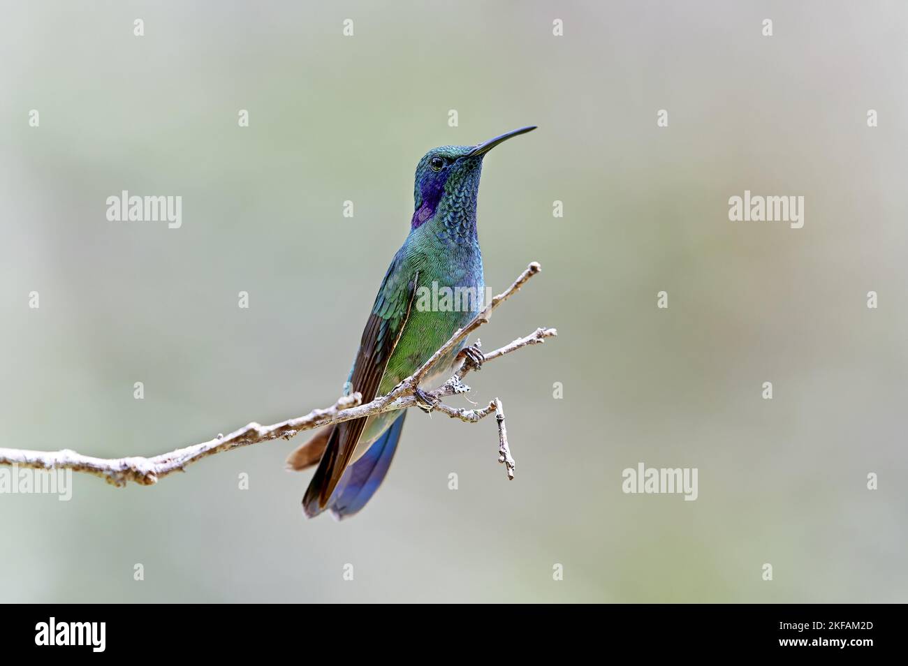 Violetears hi-res stock photography and images - Alamy