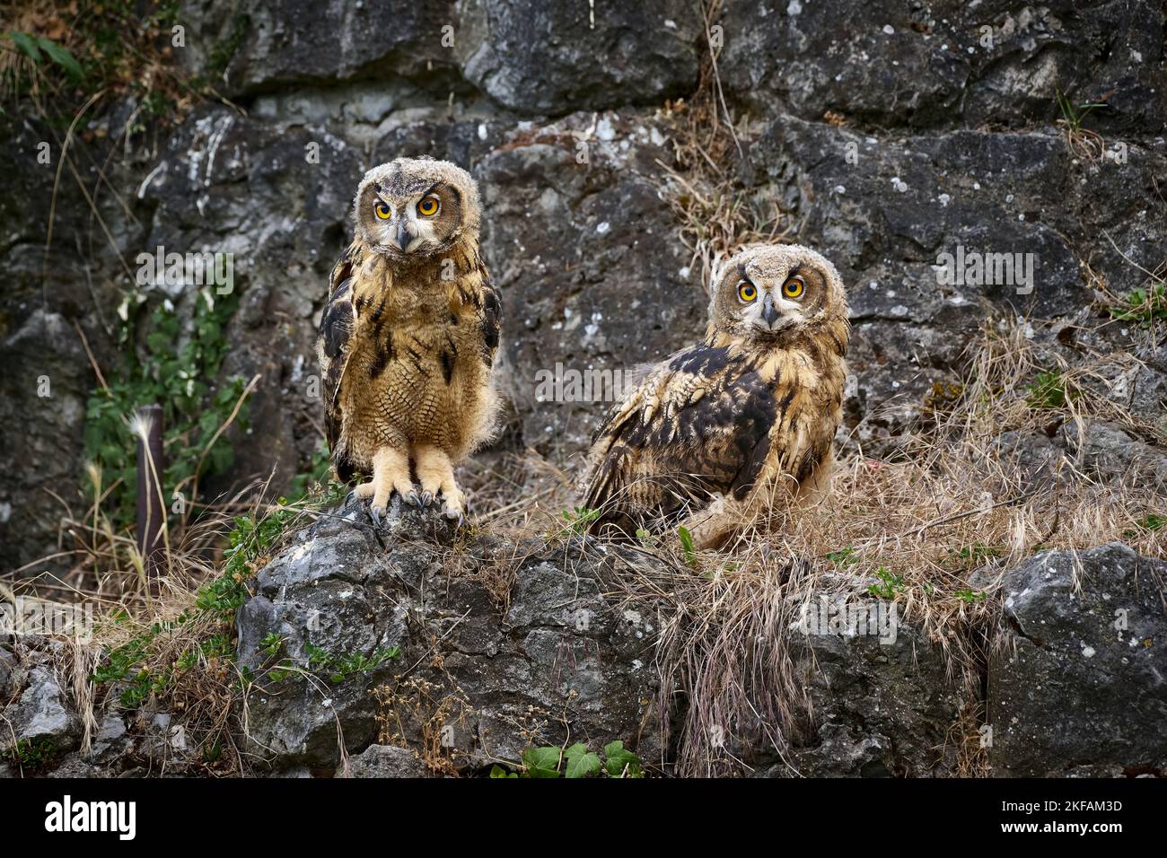 2 young eagle owls Stock Photo - Alamy