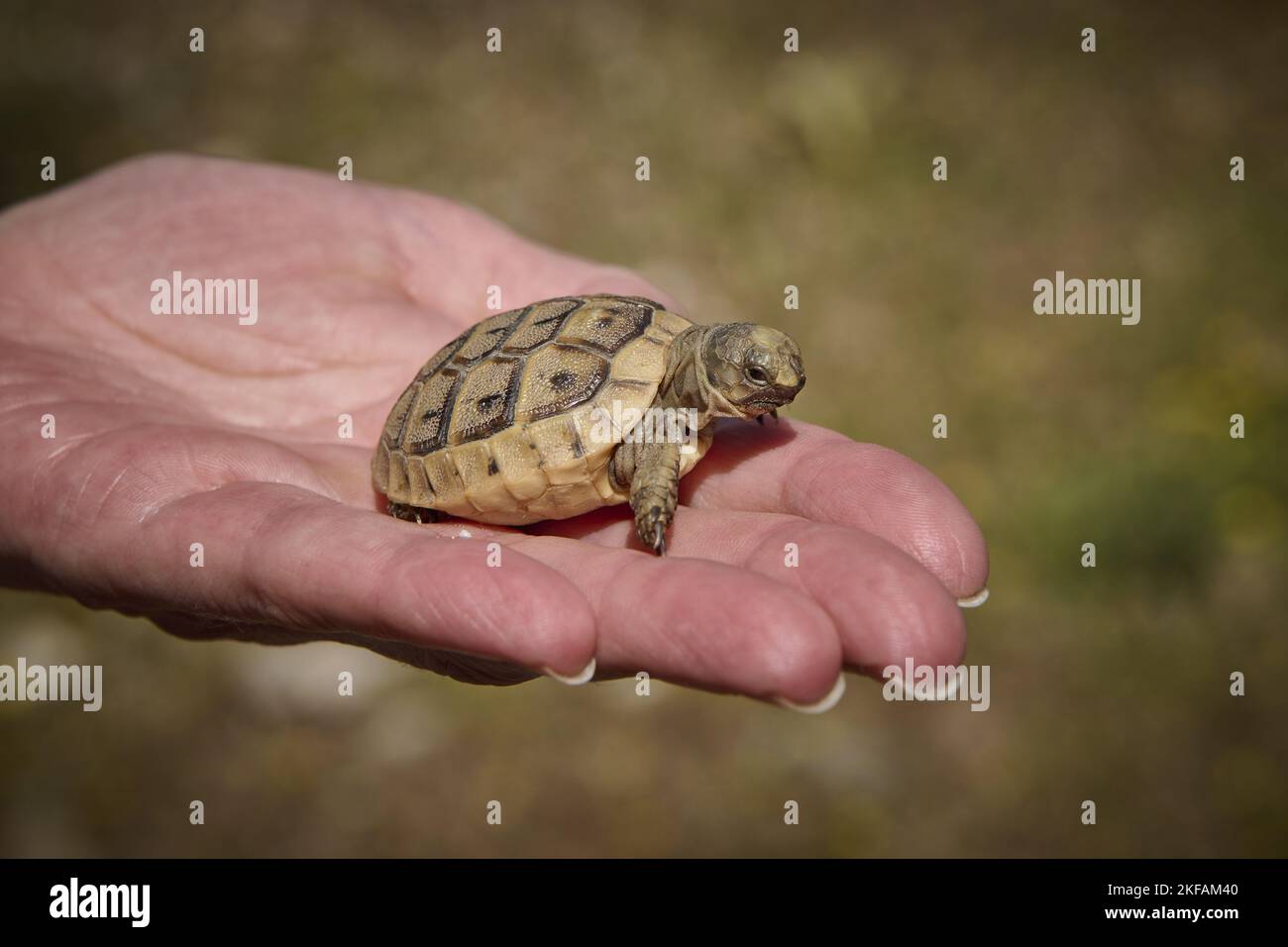 Raising turtles hi-res stock photography and images - Alamy