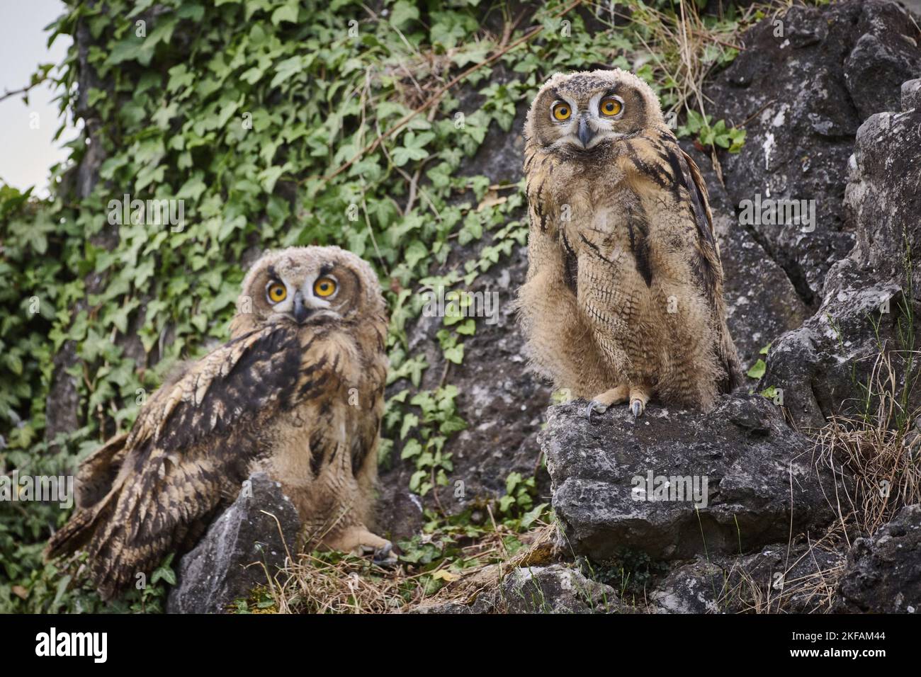 2 young eagle owls Stock Photo - Alamy