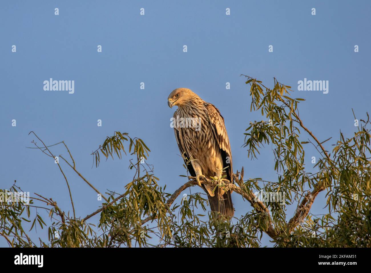 eastern imperial eagle or aquila heliaca bird with face expression in ...